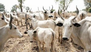 Nigeria imports cows from Denmark to slash $1.5bn annual milk import ...